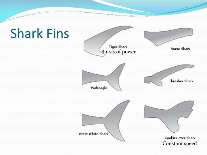 PPT - Sharks PowerPoint Presentation - ID:6184874