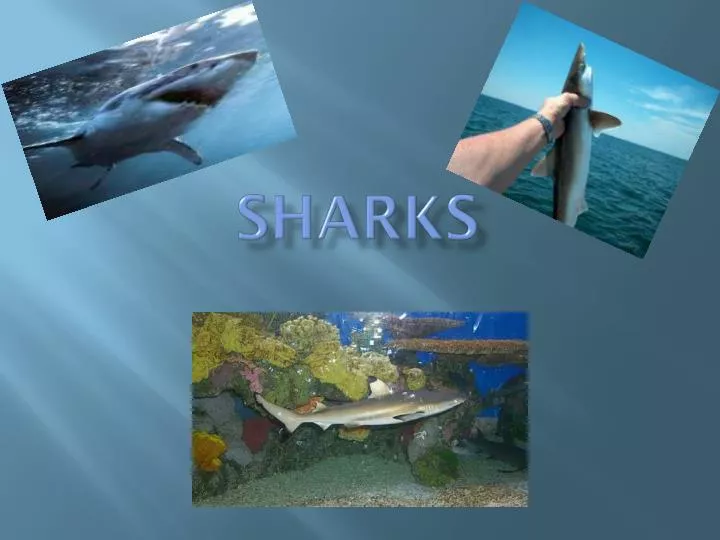 PPT - Sharks PowerPoint Presentation, free download - ID:6185025