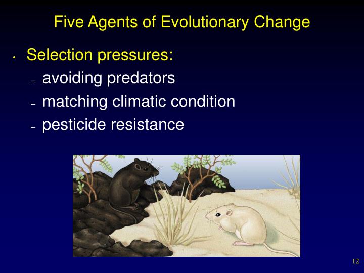 PPT - Hardy-Weinberg Principle PowerPoint Presentation - ID:6185359