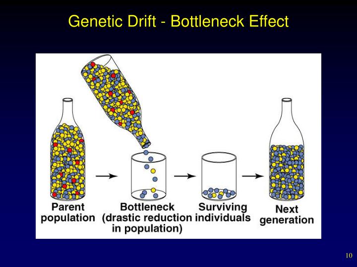 PPT - Hardy-Weinberg Principle PowerPoint Presentation - ID:6185359