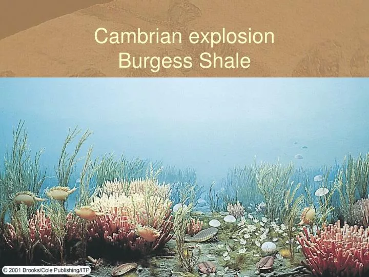PPT - Cambrian explosion Burgess Shale PowerPoint Presentation, free ...