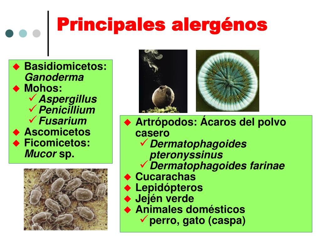 PPT - INMUNOPATOLOGÍA DE LA HIPERSENSIBILIDAD TIPO I PowerPoint ...