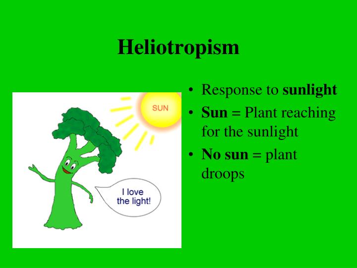 PPT - Plants! PowerPoint Presentation - ID:6186125