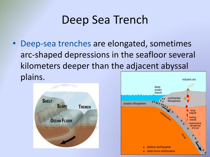 PPT - 16 The Marine Environment PowerPoint Presentation - ID:6186410
