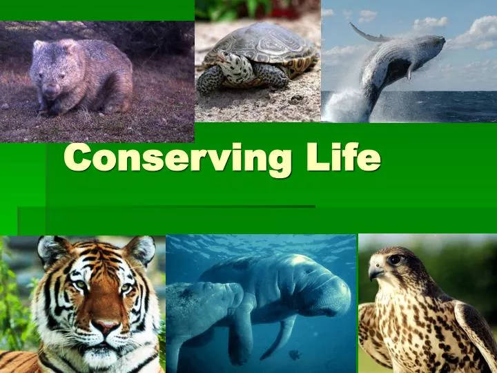 PPT - Conserving Life PowerPoint Presentation, free download - ID:6186532