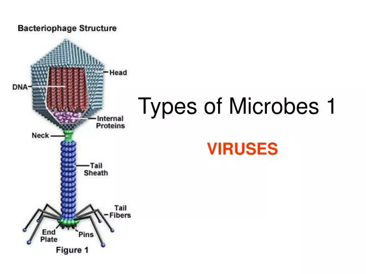 PPT - Types of Microbes 1 PowerPoint Presentation, free download - ID ...
