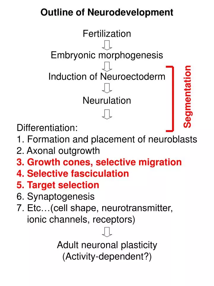 PPT - Outline of Neurodevelopment PowerPoint Presentation, free ...