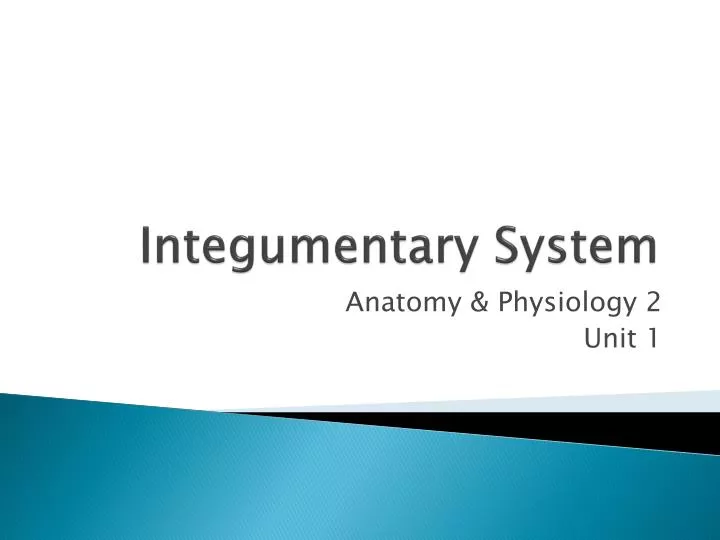 PPT - Integumentary System PowerPoint Presentation, free download - ID ...