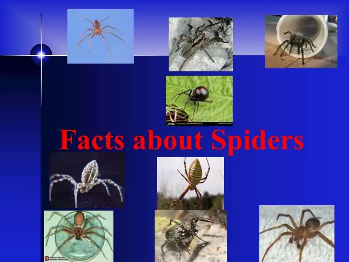 PPT - Facts about Spiders PowerPoint Presentation, free download - ID ...