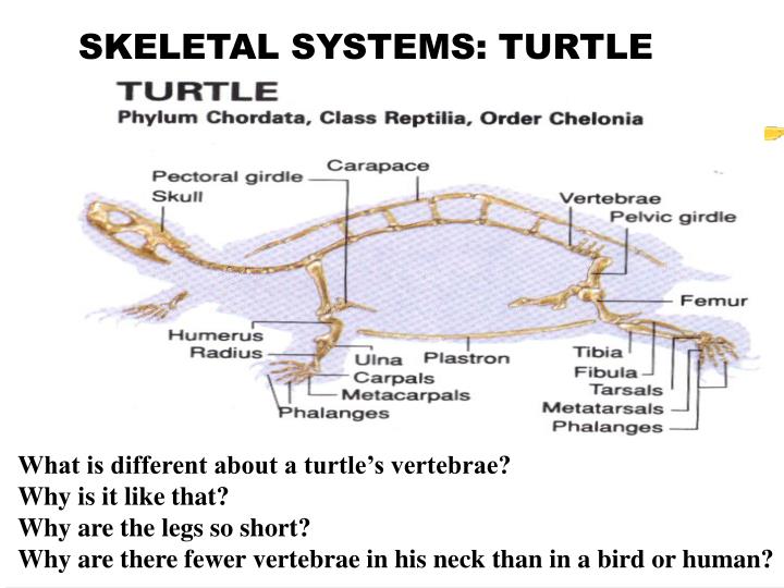 PPT - COMPARING VERTEBRATE BODY SYSTEMS PowerPoint Presentation - ID ...