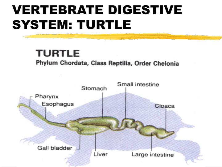 PPT - COMPARING VERTEBRATE BODY SYSTEMS PowerPoint Presentation - ID ...