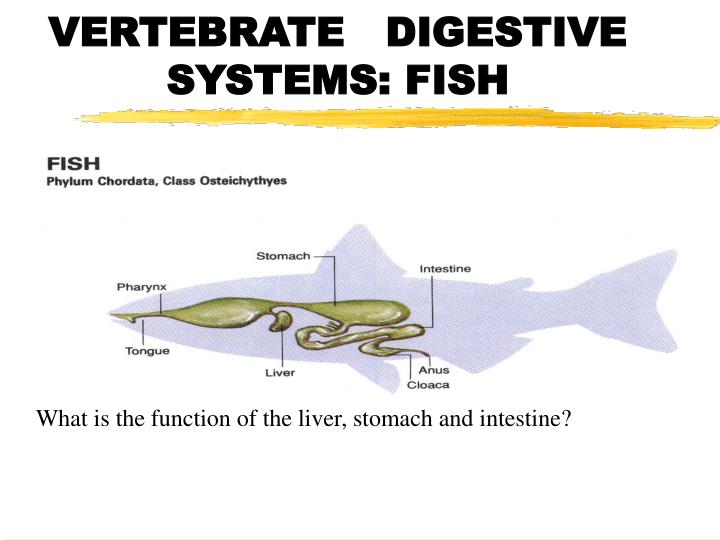 PPT - COMPARING VERTEBRATE BODY SYSTEMS PowerPoint Presentation - ID ...