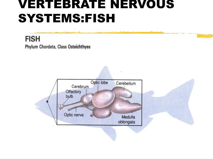 PPT - COMPARING VERTEBRATE BODY SYSTEMS PowerPoint Presentation - ID ...