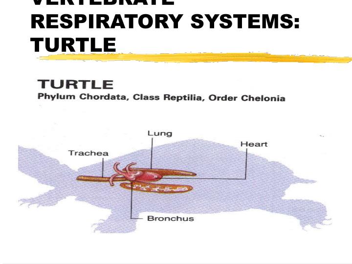 PPT - COMPARING VERTEBRATE BODY SYSTEMS PowerPoint Presentation - ID ...