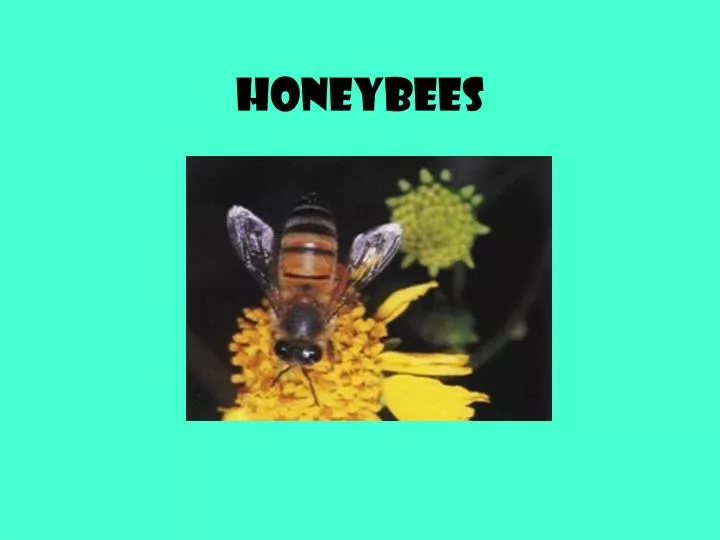 PPT - HONEYBEES PowerPoint Presentation, free download - ID:6190721