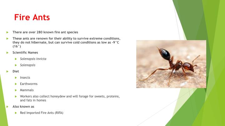 PPT - Types of Ants PowerPoint Presentation - ID:6191505