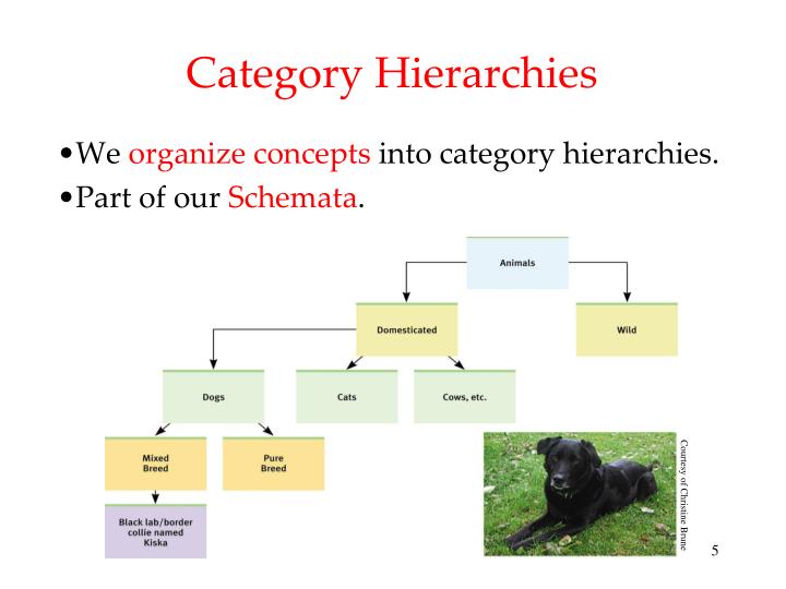 PPT - Thinking and Language Chapter 9 PowerPoint Presentation - ID:6191564
