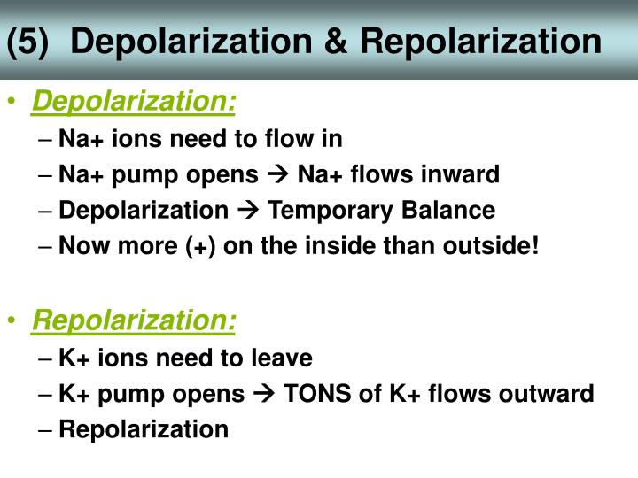 PPT - Unit 2 Notes: Nerve Impulses PowerPoint Presentation - ID:6191610