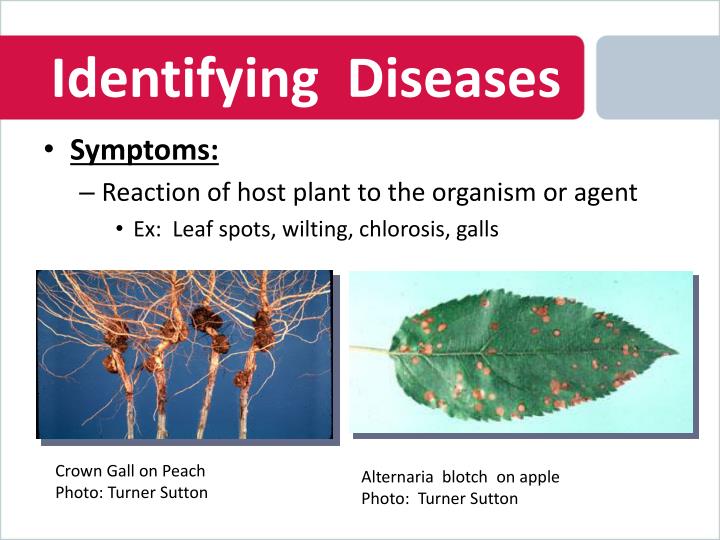 PPT - Plant Diseases PowerPoint Presentation - ID:6192133