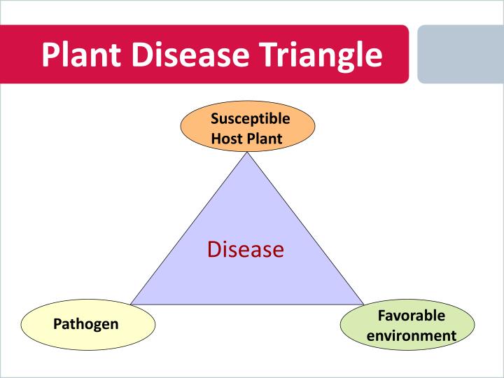 PPT - Plant Diseases PowerPoint Presentation - ID:6192133