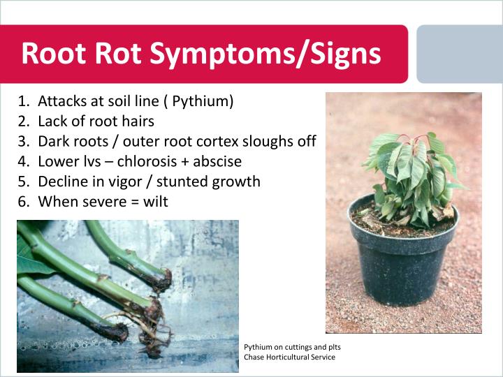 PPT - Plant Diseases PowerPoint Presentation - ID:6192133