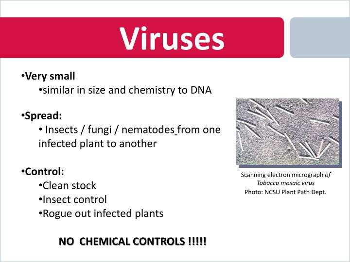 PPT - Plant Diseases PowerPoint Presentation - ID:6192133