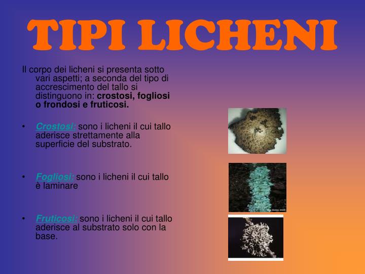 PPT - IL LICHENI PowerPoint Presentation - ID:6192217