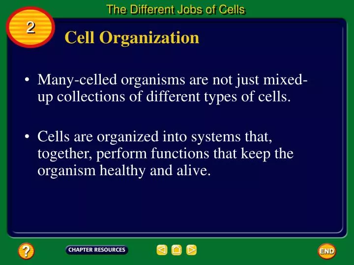 PPT - Cell Organization PowerPoint Presentation, free download - ID:6193641