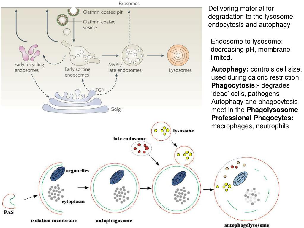 PPT - Lysosomal Storage Disease Module 755 The Brain in Health and ...