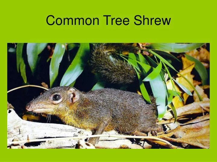 PPT - Common Tree Shrew PowerPoint Presentation, free download - ID:6194090