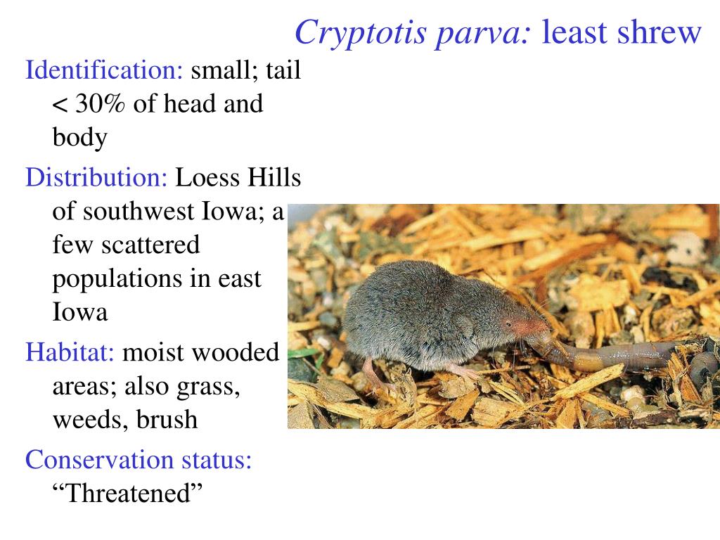 PPT - Order Marsupialia Family Didelphidae PowerPoint Presentation ...