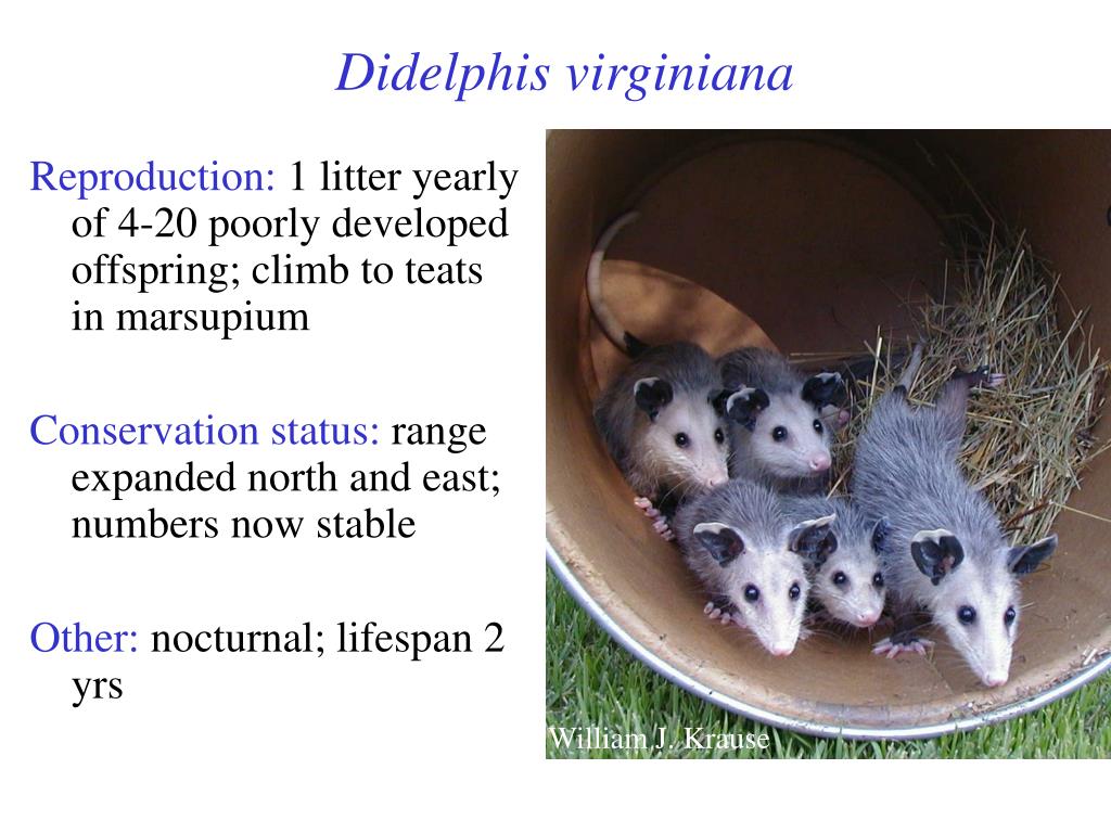 PPT - Order Marsupialia Family Didelphidae PowerPoint Presentation ...
