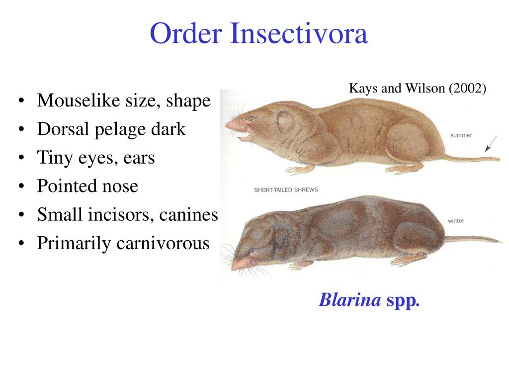 PPT - Order Marsupialia Family Didelphidae PowerPoint Presentation ...