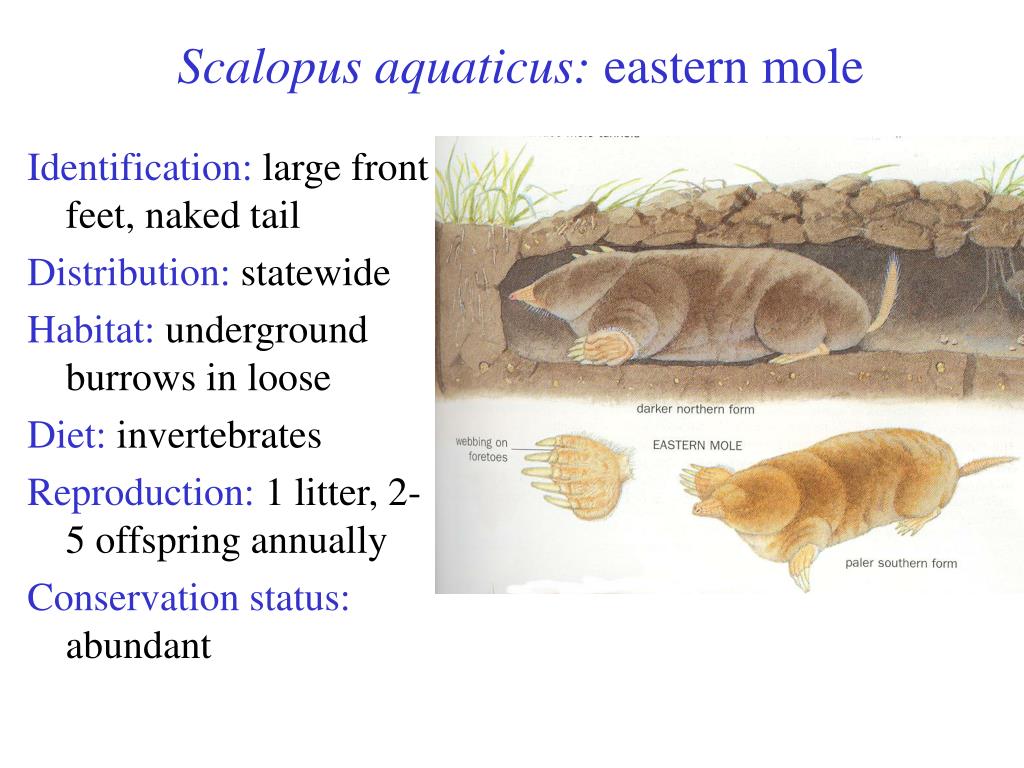 PPT - Order Marsupialia Family Didelphidae PowerPoint Presentation ...