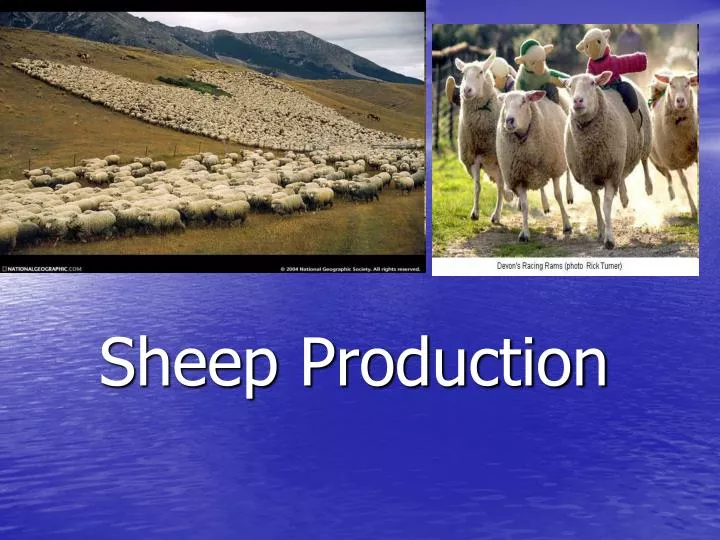 PPT - Sheep Production PowerPoint Presentation, free download - ID:6194394