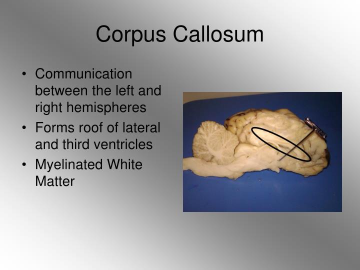PPT - Sheep Brain Dissection PowerPoint Presentation - ID:6194711