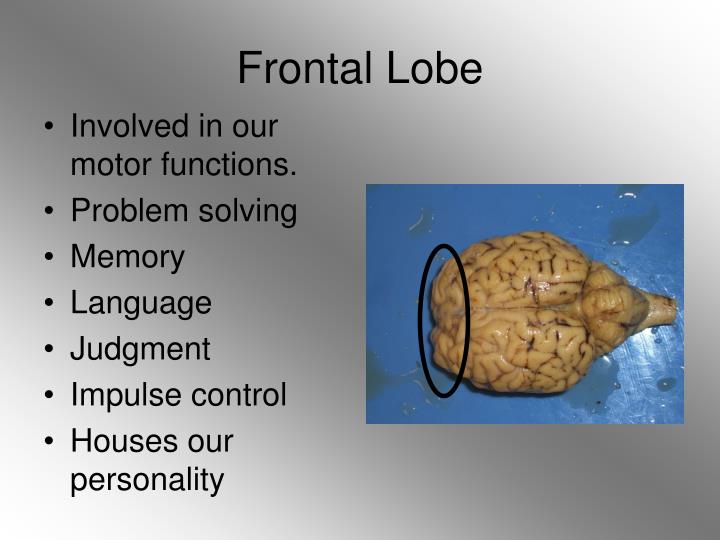 PPT - Sheep Brain Dissection PowerPoint Presentation - ID:6194711