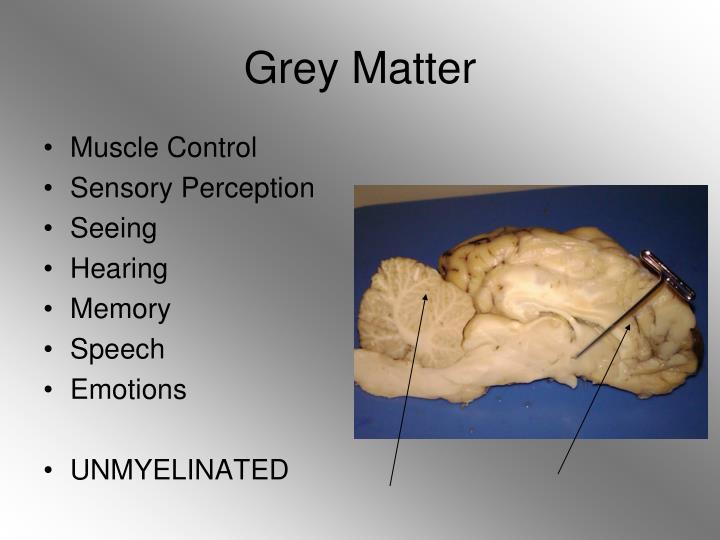 PPT - Sheep Brain Dissection PowerPoint Presentation - ID:6194711