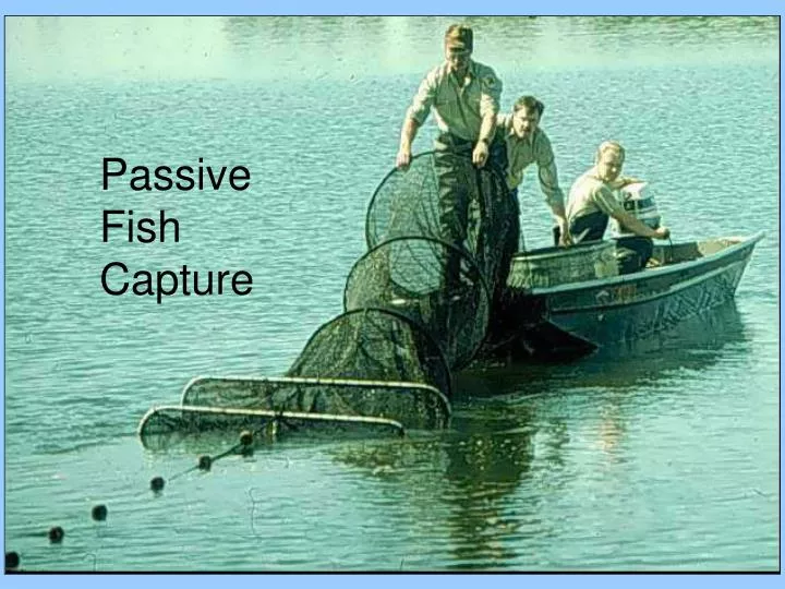 PPT - Passive Fish Capture PowerPoint Presentation, free download - ID ...