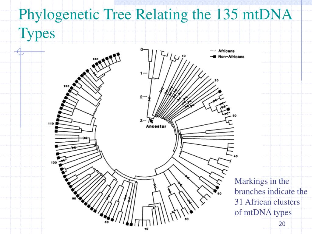 PPT - African Populations and the Evolution of Human Mitochondrial DNA ...