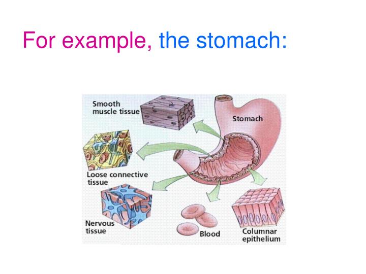 PPT - Levels Of Organization: Cells----- Tissues----- Organs----- Organ ...