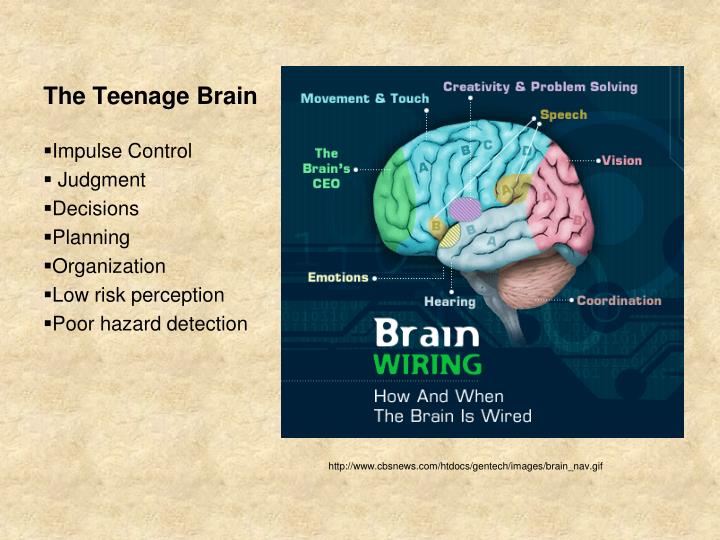 PPT - Should The Driving Age Be Raised? PowerPoint Presentation - ID ...