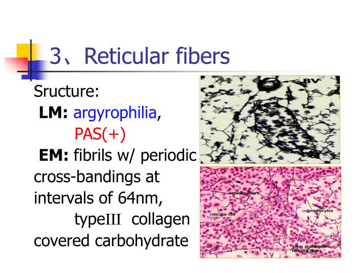 PPT - CONNECTIVE TISSUE PROPER PowerPoint Presentation - ID:6199137