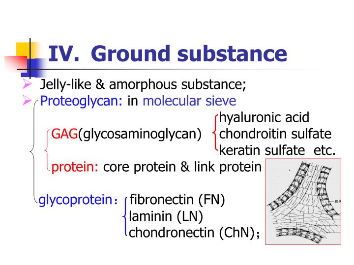 PPT - CONNECTIVE TISSUE PROPER PowerPoint Presentation - ID:6199137