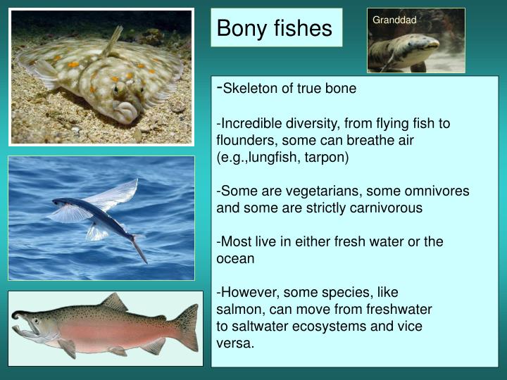 PPT - Fishes Lesson 4 PowerPoint Presentation - ID:6199525
