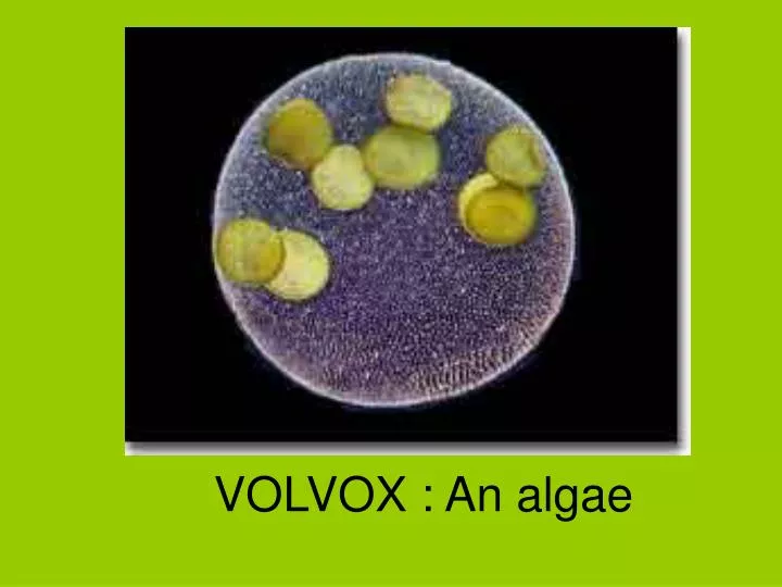 PPT - VOLVOX : An algae PowerPoint Presentation, free download - ID:6199619