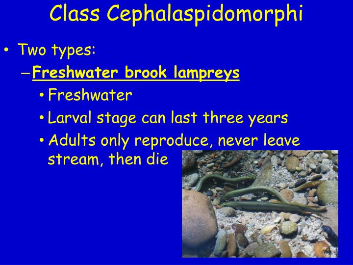 PPT - The Fishes: Vertebrate Success in Water PowerPoint Presentation ...