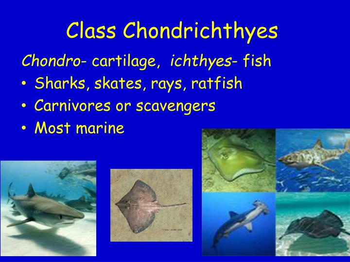 PPT - The Fishes: Vertebrate Success in Water PowerPoint Presentation ...
