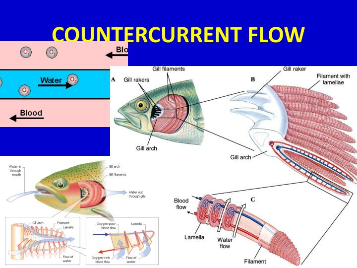 PPT - The Fishes: Vertebrate Success in Water PowerPoint Presentation ...