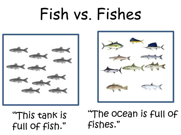 PPT - The Fishes: Vertebrate Success in Water PowerPoint Presentation ...